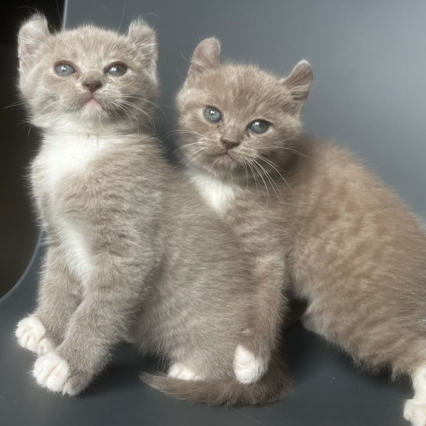 Шотландский эльф