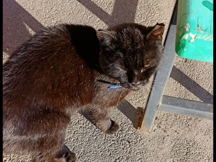 Кошка кот нашли