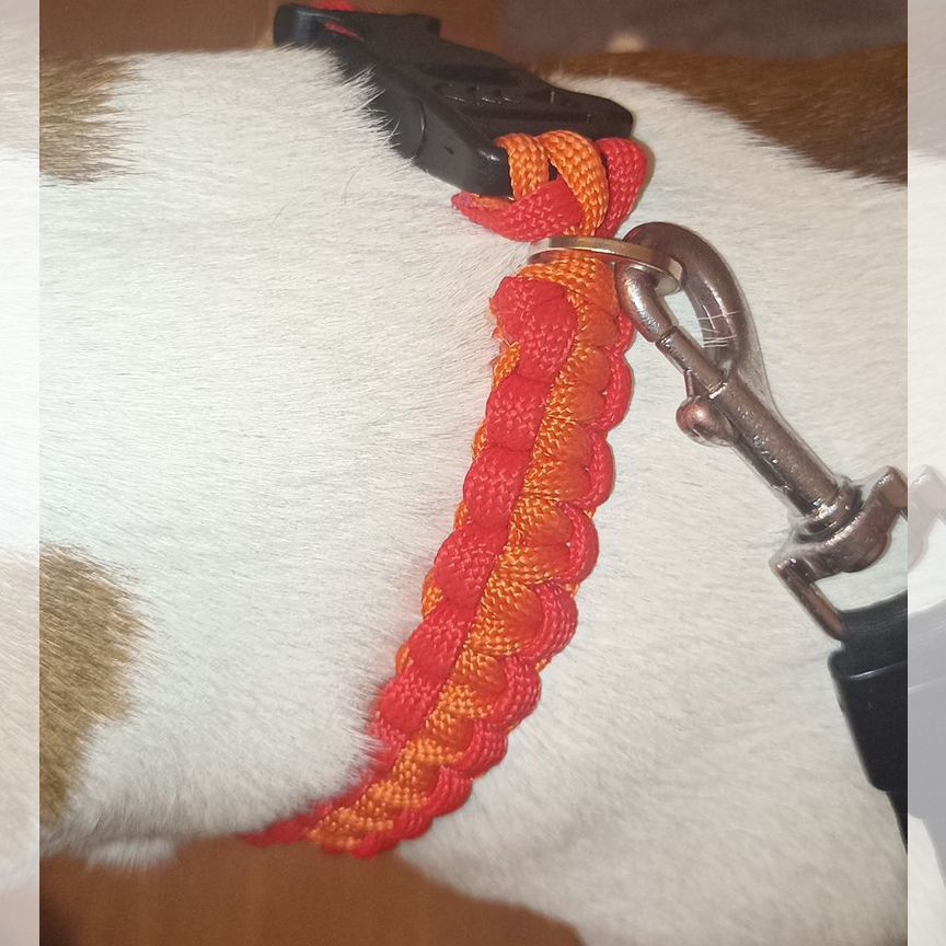 Омуниция для собак