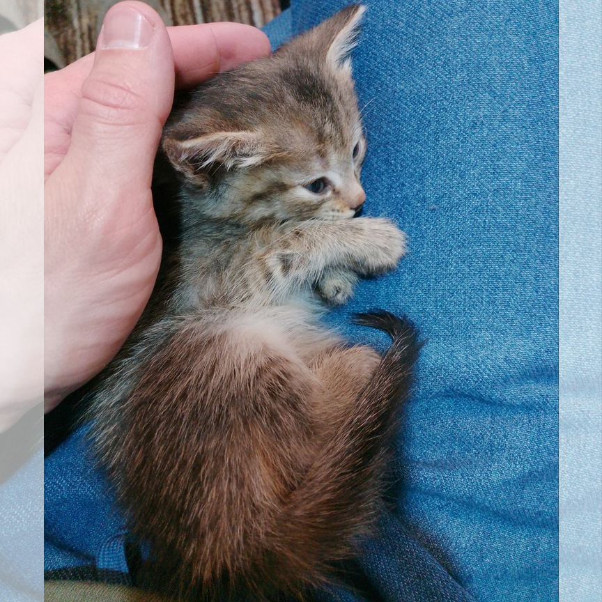 Котёнок в добрые руки