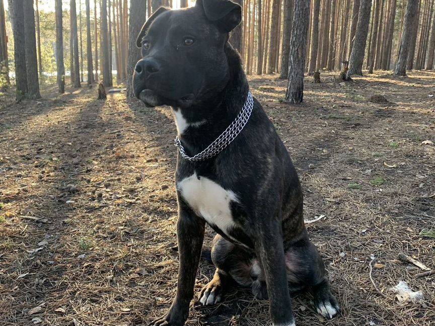 Собака