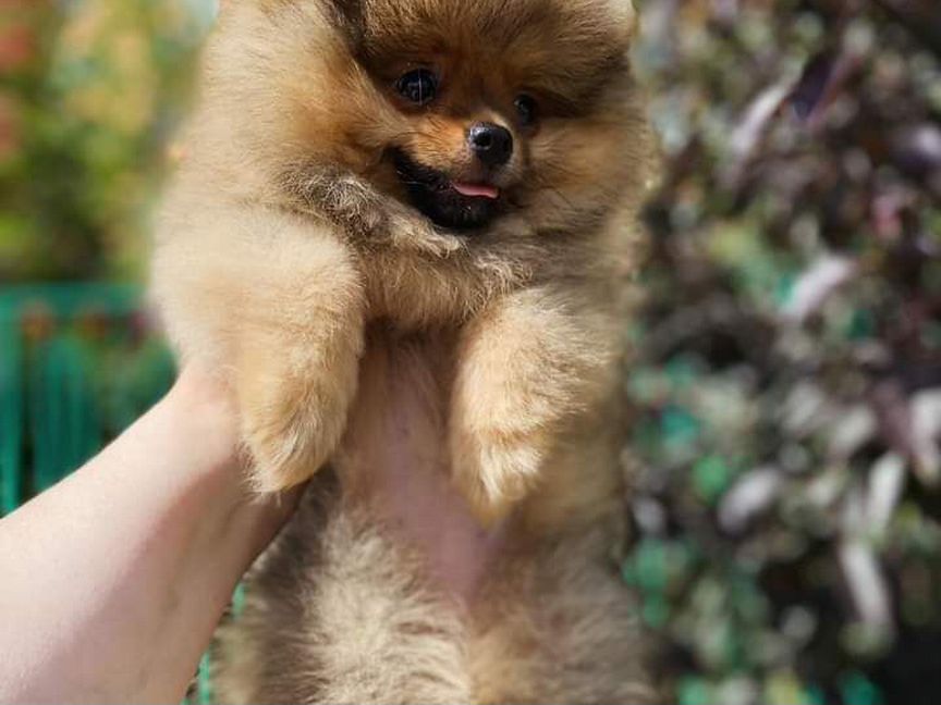 Щенки шпица