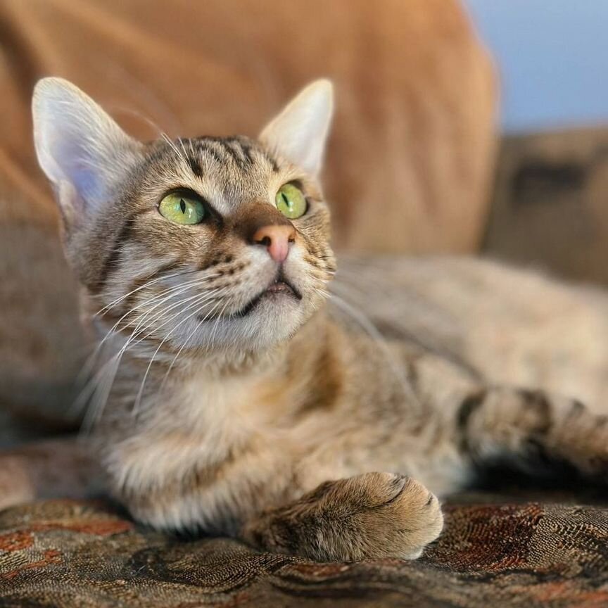 Кот- кастрированный в добрые руки