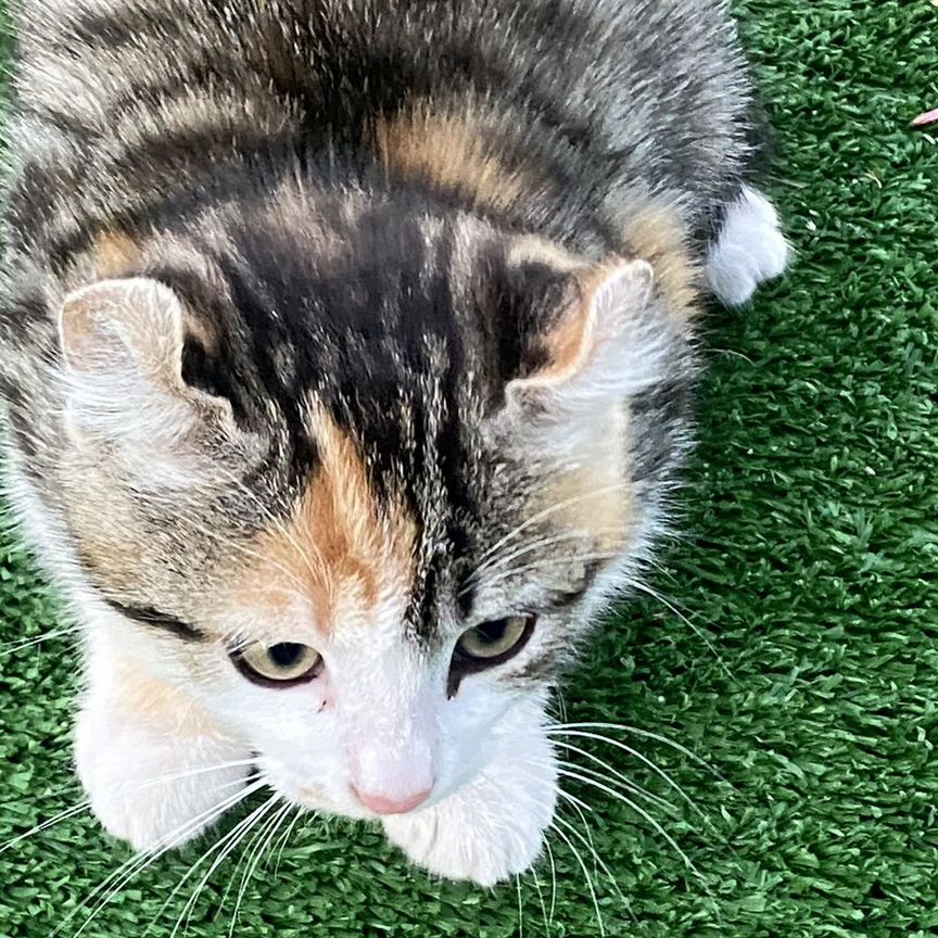 Американский керл котята