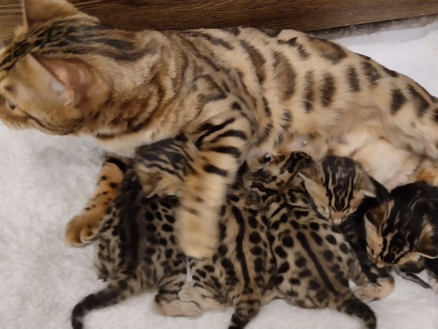 Бенгальские котята