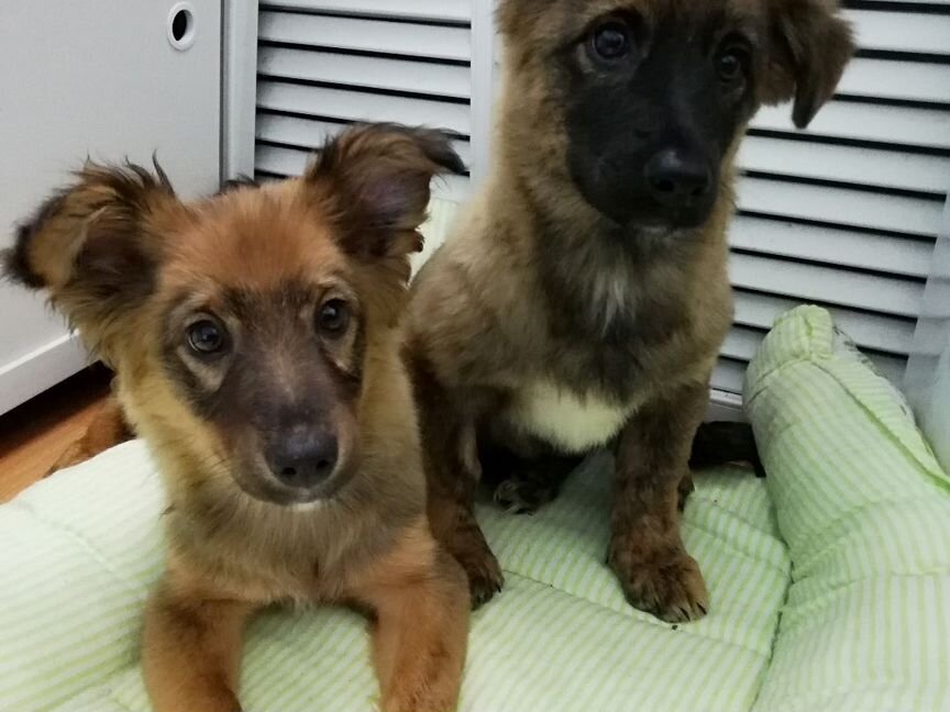 Маленькая собака в добрые руки щенок