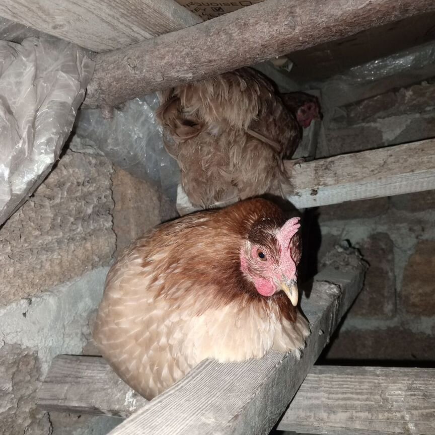 Куры несушки домашние