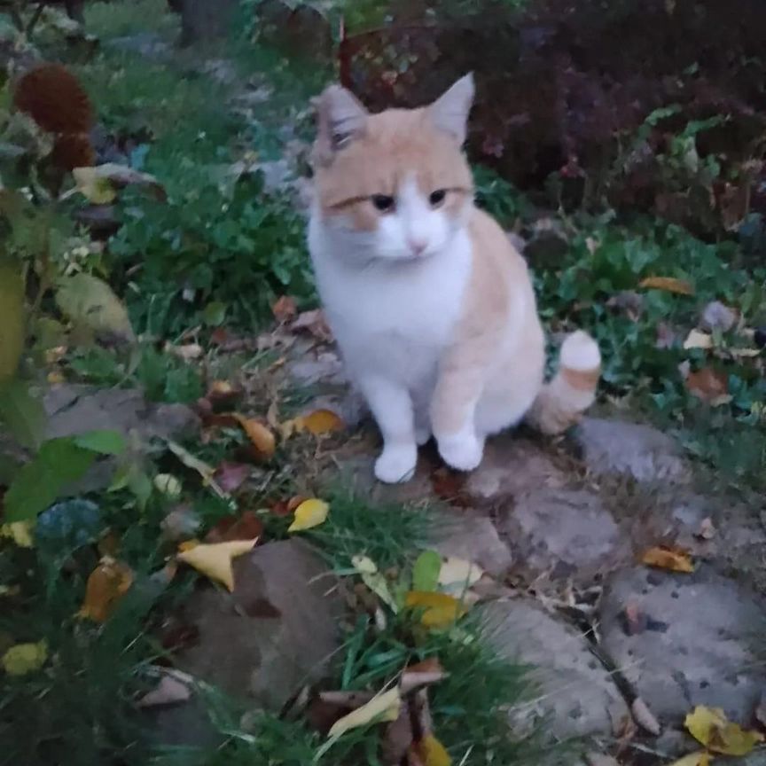 Отдам в добрые руки