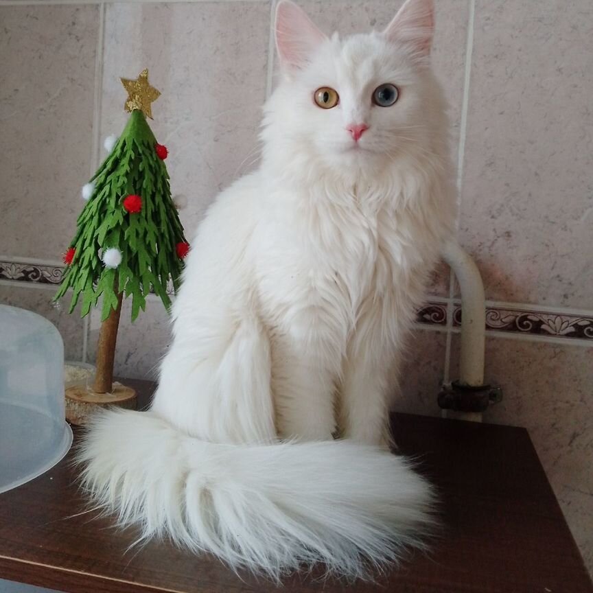 Взрослая, кошка в добрые руки