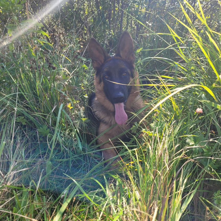 Щенки немецкой овчарки