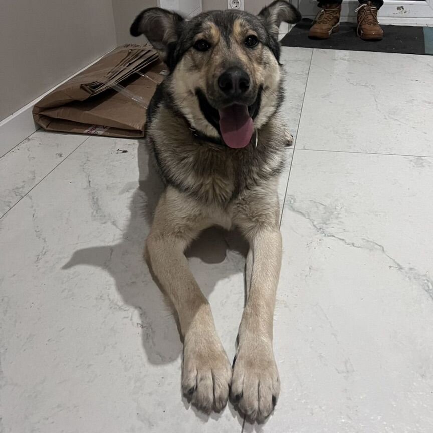 Щенок в добрые руки