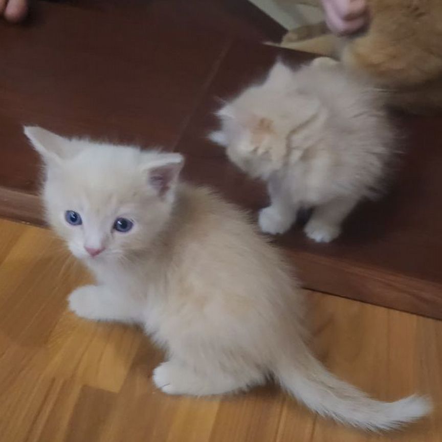 Британский короткошёрстный котёнок