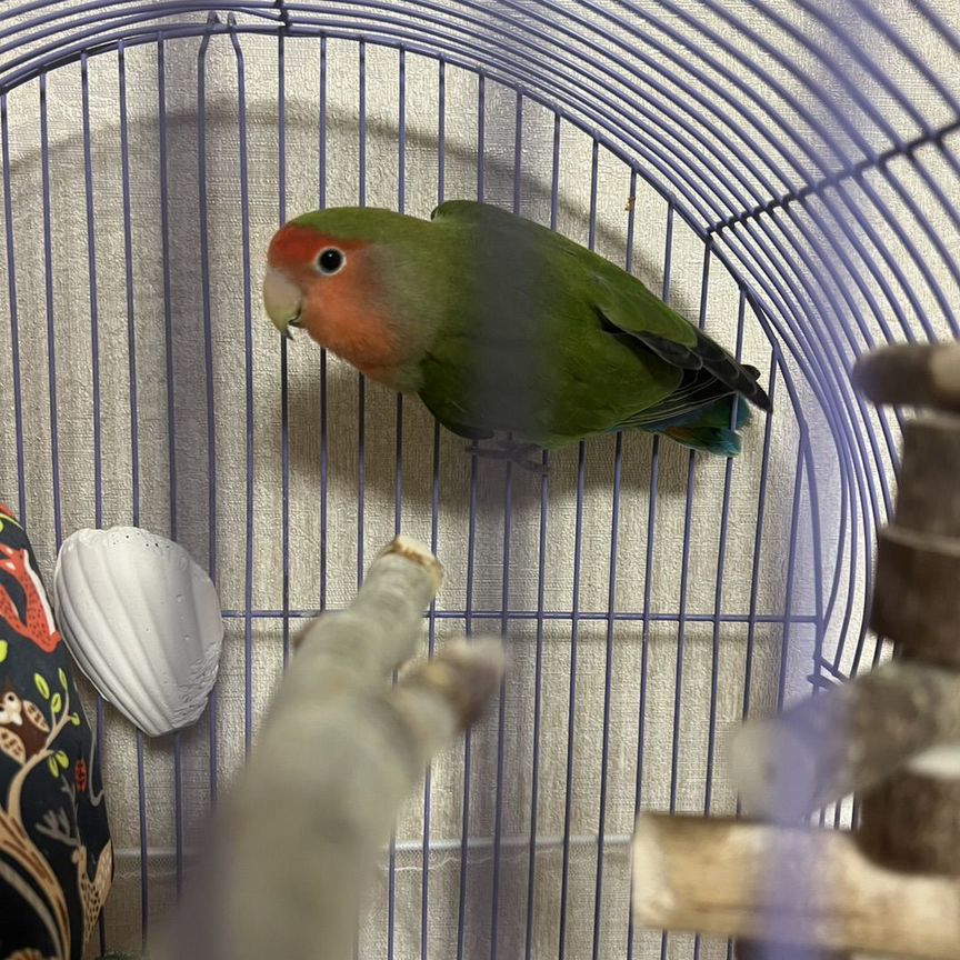 Попугай неразлучник с клеткой