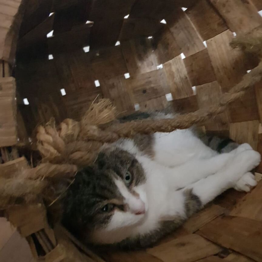 Жила была на улице невидимка кошечка Лиза