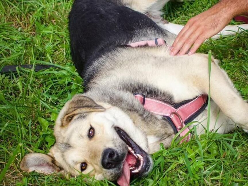 Бриенна ищет дом