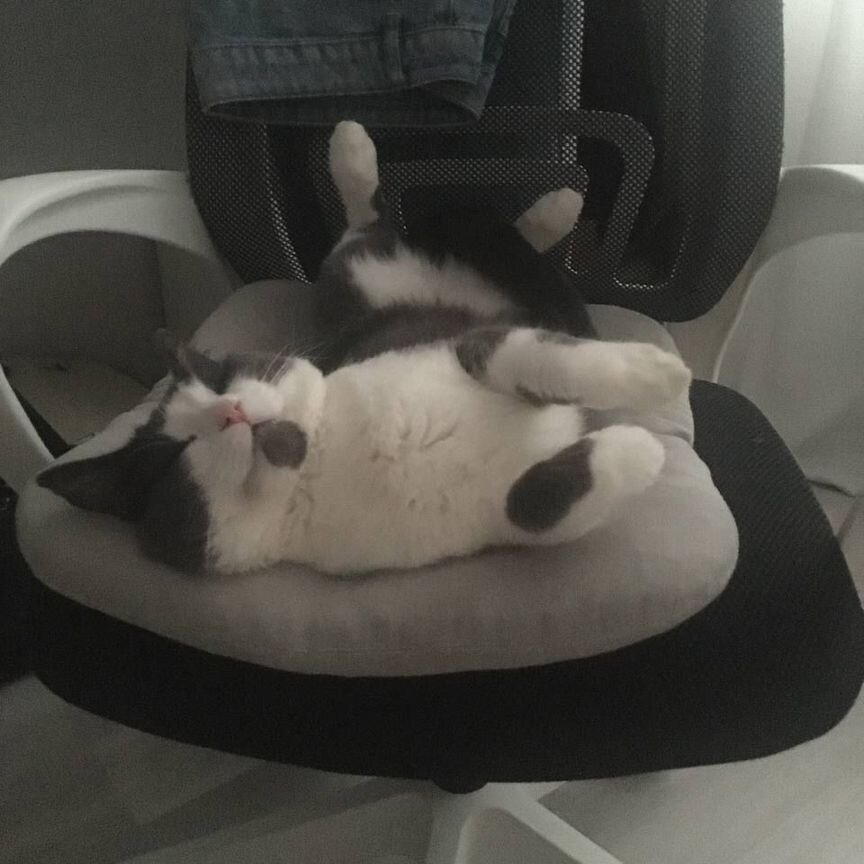 Отдам кота в добрые руки