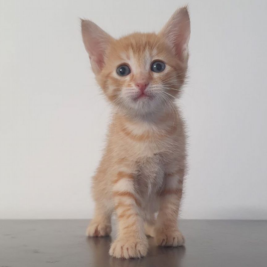 Котята тайско-орики