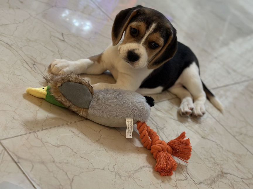 Щенки породы Бигль