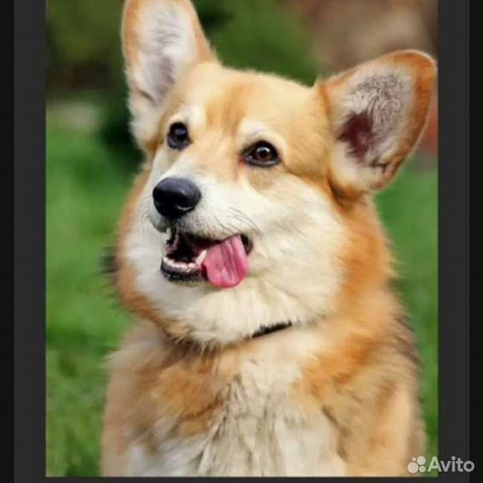 Вельштерьер