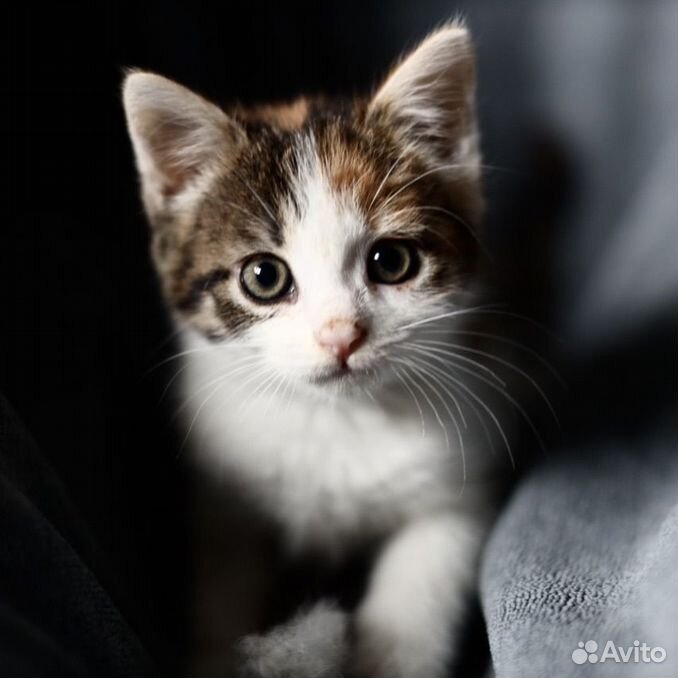 Осень ласковая и красивая Бусинка ищет дом