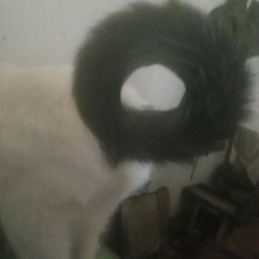 Случка кошки ring tale