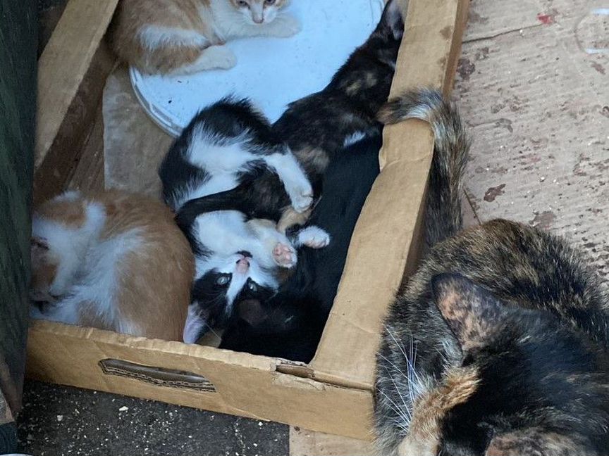 Котята в добрые руки бесплатно коты