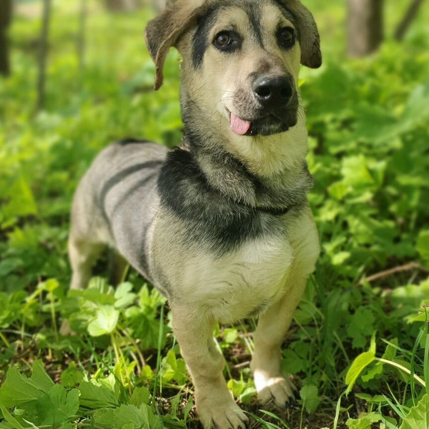 Овчарка-такса метис