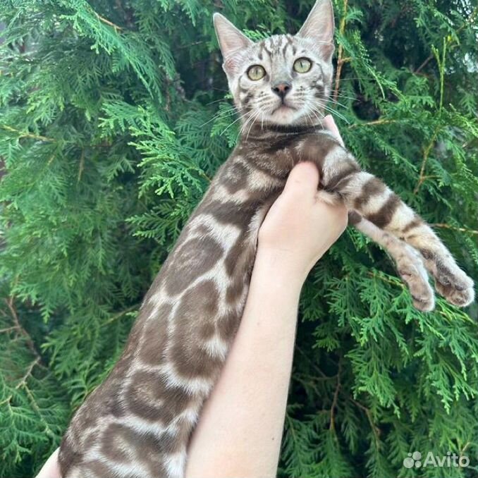 Бенгальская кошечка сепия