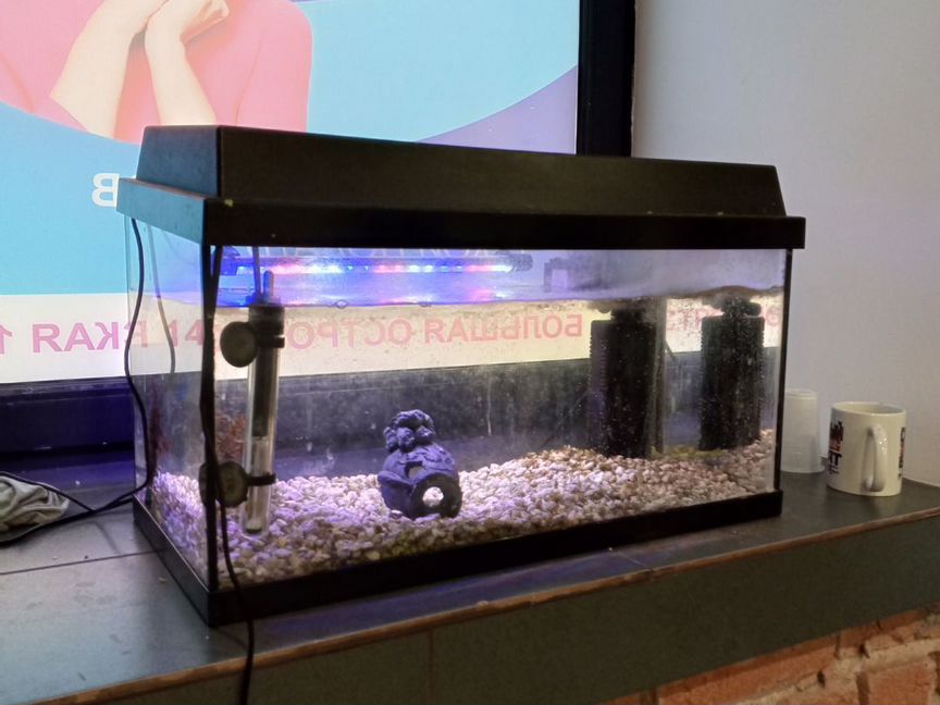 Рыбки аквариумные (аквариумные сомики)