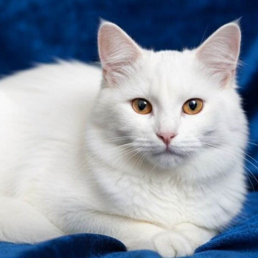 Турецкая ангора, взрослый кот