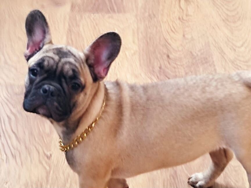 Французский бульдог щенки девочка