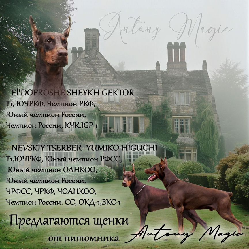 Щенки добермана