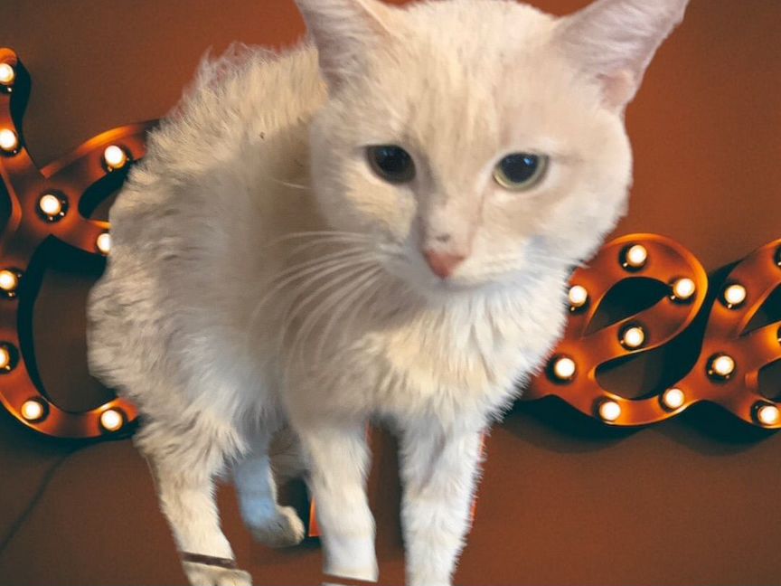 Рыжий котик хочет домой