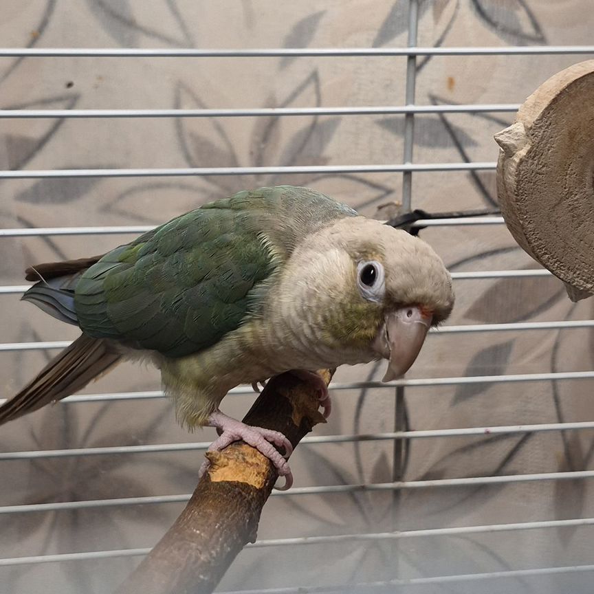 Пара Попугаев пиррура перлата и туркис