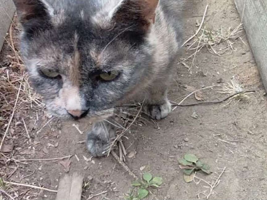 Ласковая трехцветная кошечка