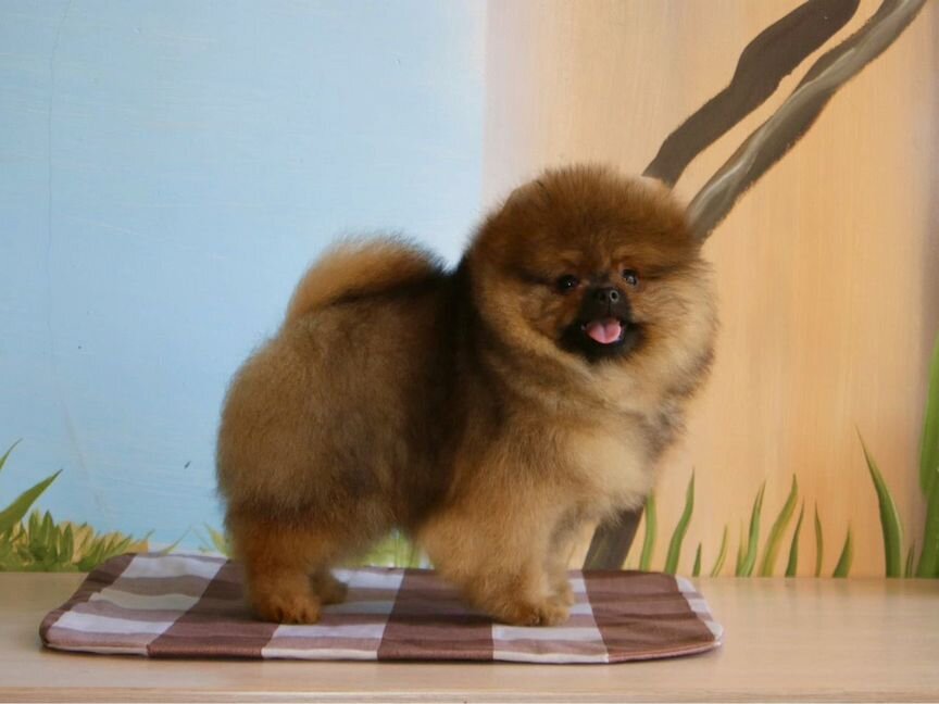 Шикарная девочка дочь Чемпиона