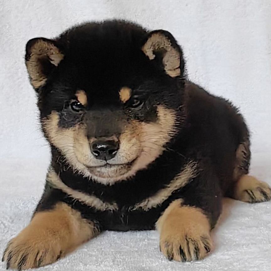 Сиба-ину, щенок