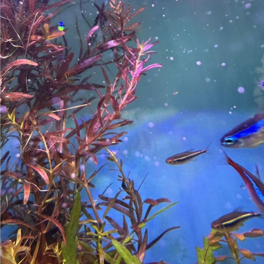 Аквариумные растения ротала красная