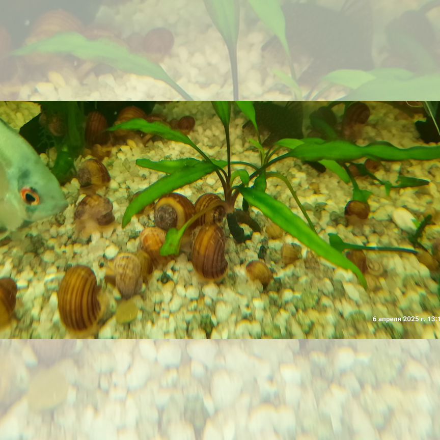 Улитки ампулярии бесплатно