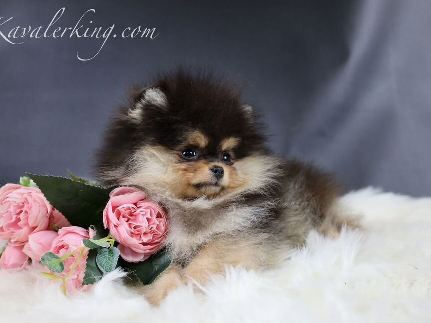 Померанский шпиц куколка Терри