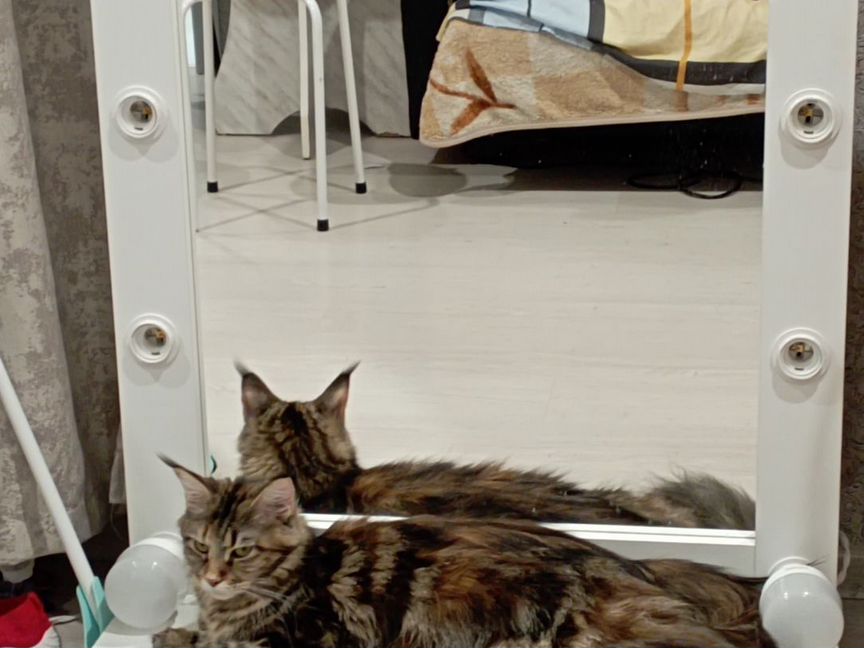 Кошка мейкун