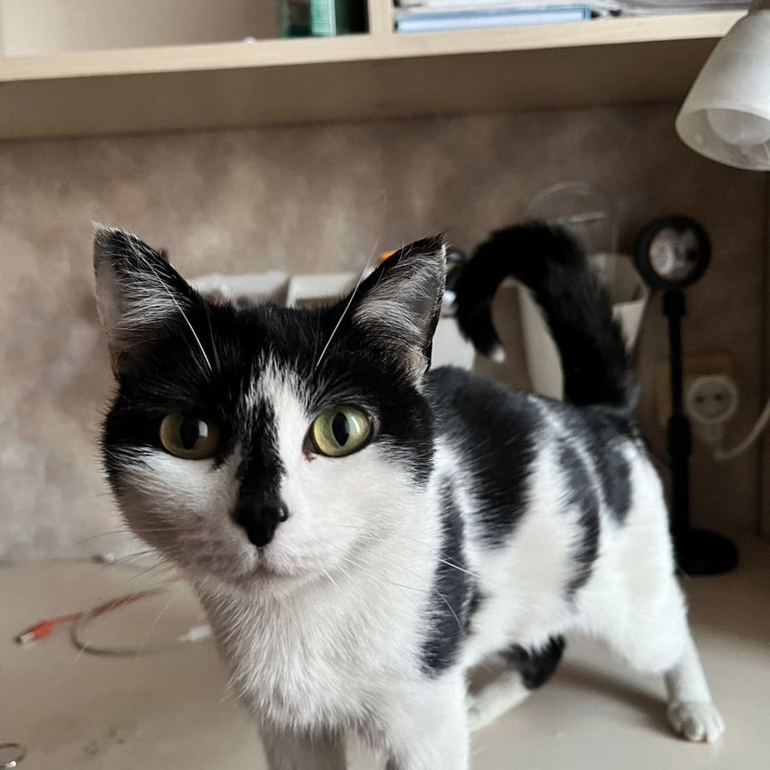 Кошечка в добрые руки