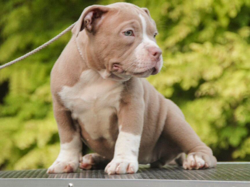 Щенки Американского Булли