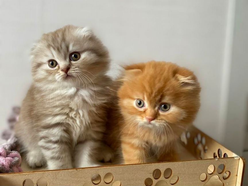 Шотландские малыши