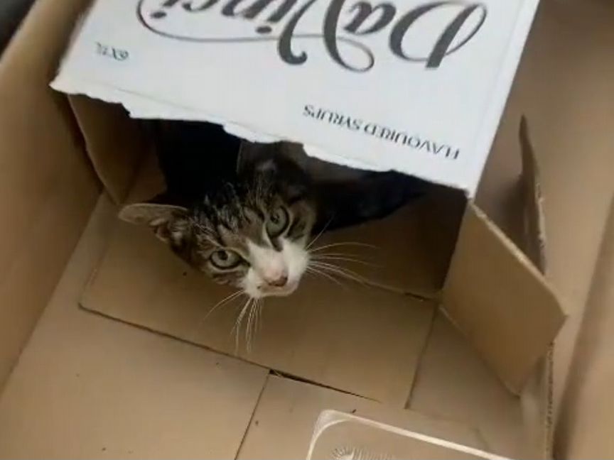 Ласковая кошка брошена в коробке на улицу