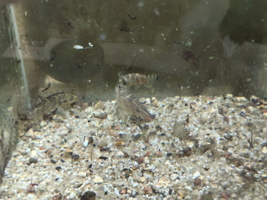 Боция мраморная 2 штуки, в хорошие руки. Самовывоз