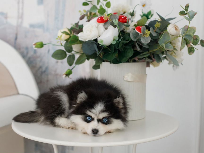 Помски