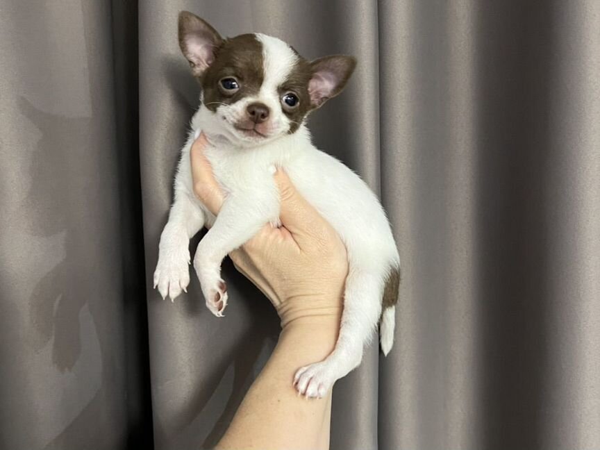 Щенки чихуахуа