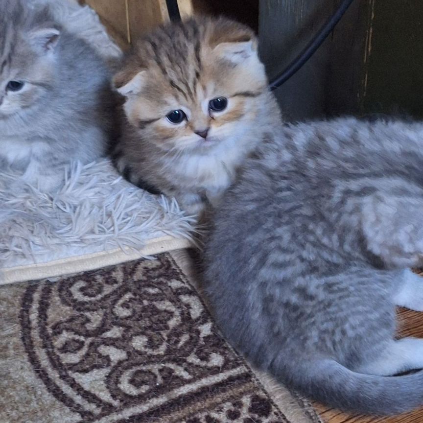 Котята