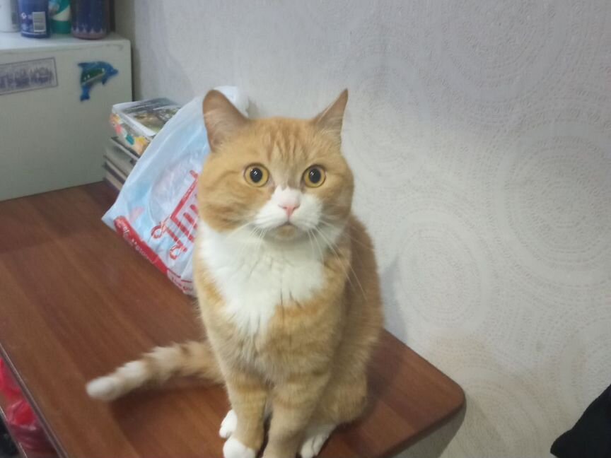 Отдам кота в добрые руки